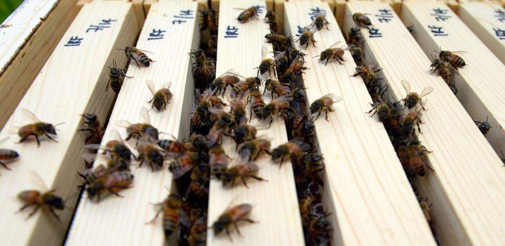 Audubon Insectarium bitten by beekeeping bug | Home Garden ...