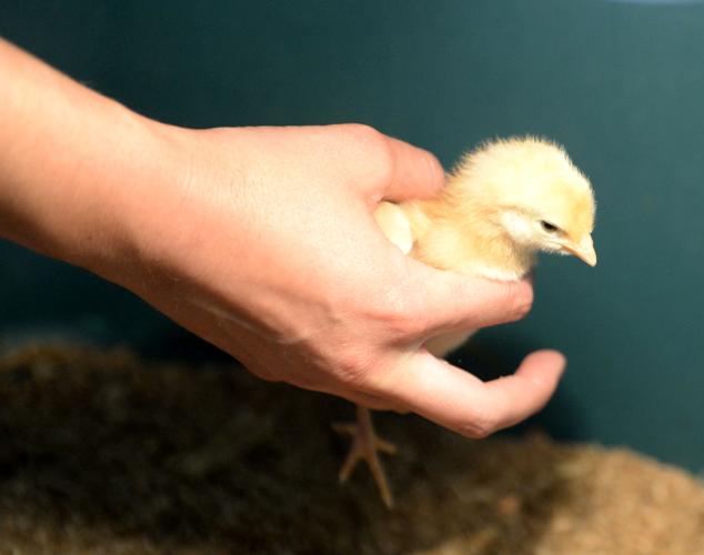 Acadiana residents flocking to farm supply stores to start home chicken ...