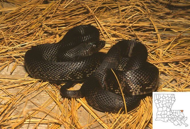 Snakes of Louisiana: 46 of the state's slithery species | Louisiana ...