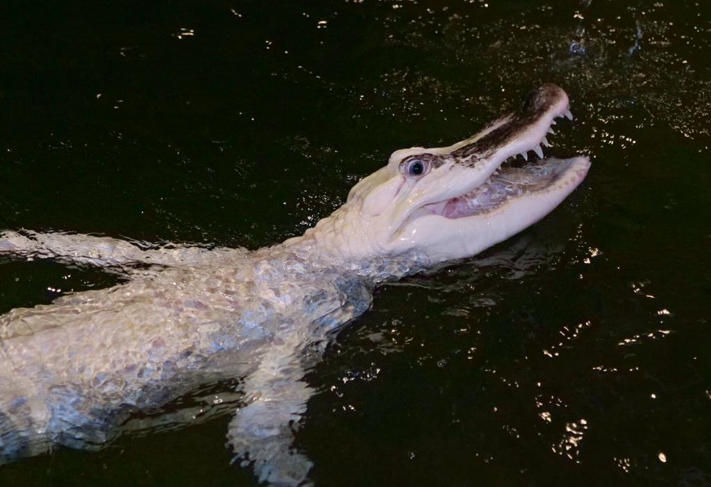 rare alligators