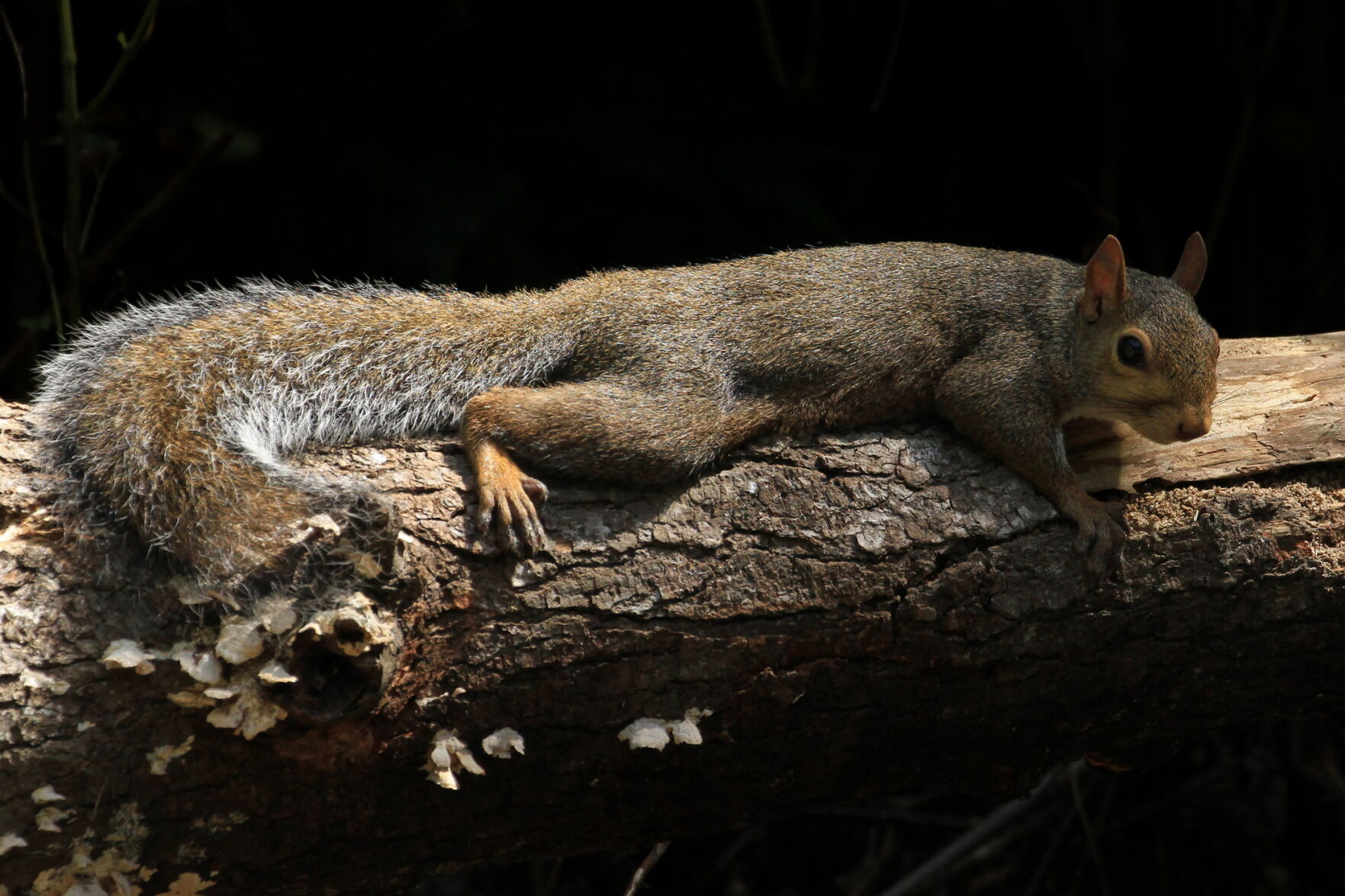 Those pesky squirrels do help our ecosystems, plant growth | Home ...