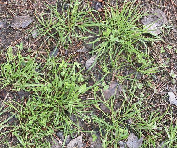 LSU Garden News: For a beautiful lawn in the spring, get to work now ...