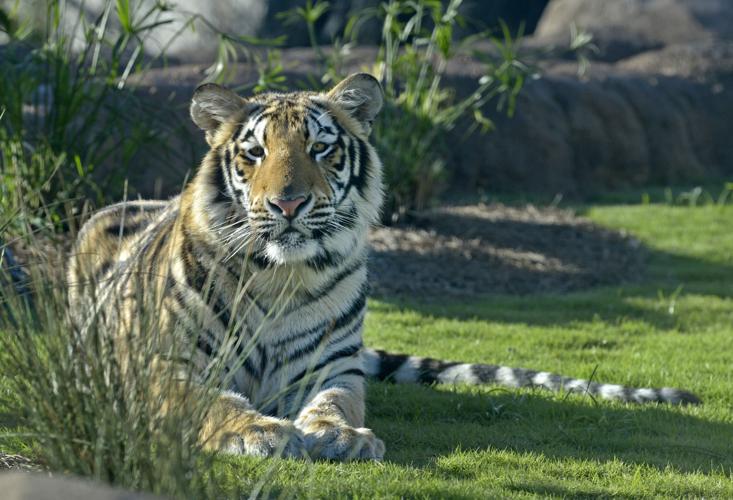 LSU's Mike VII puts on a tiger's version of the 'freshman 15' in his ...