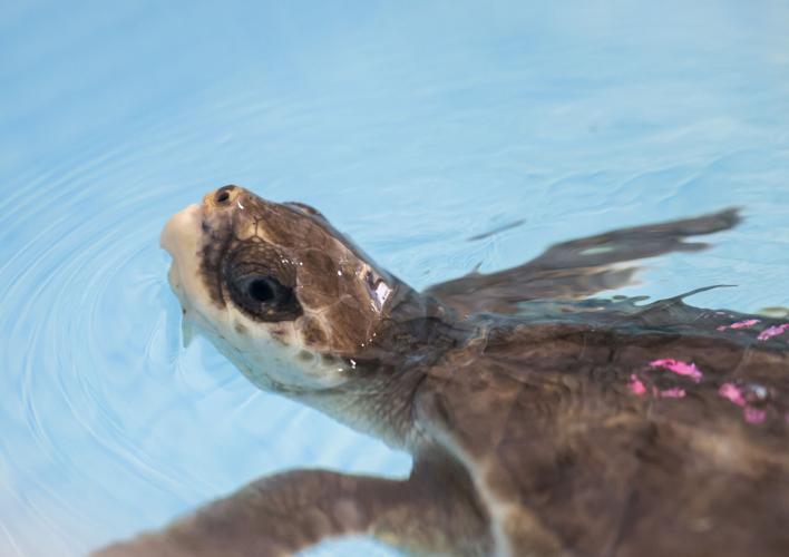 Endangered turtles receiving critical care in New Orleans | Environment ...