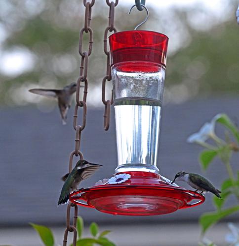 Hummingbirds swarm Louisiana yard in hummingbird migration ...