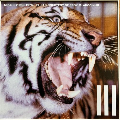 Where are the resting places of the deceased Mike the Tigers | Curious ...