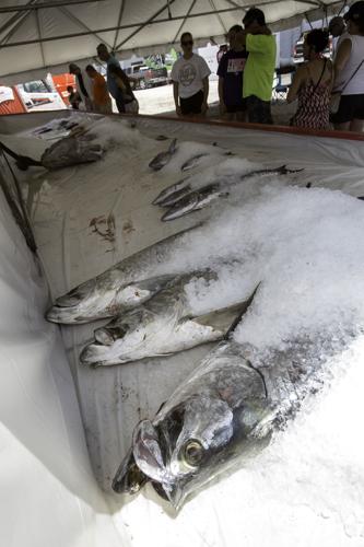 Check out Saturday's results from the 88th-annual Grand Isle Tarpon ...