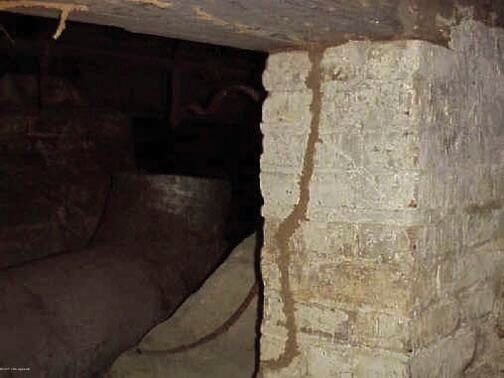 What to do when termites invade your home? This Q&A may help ...