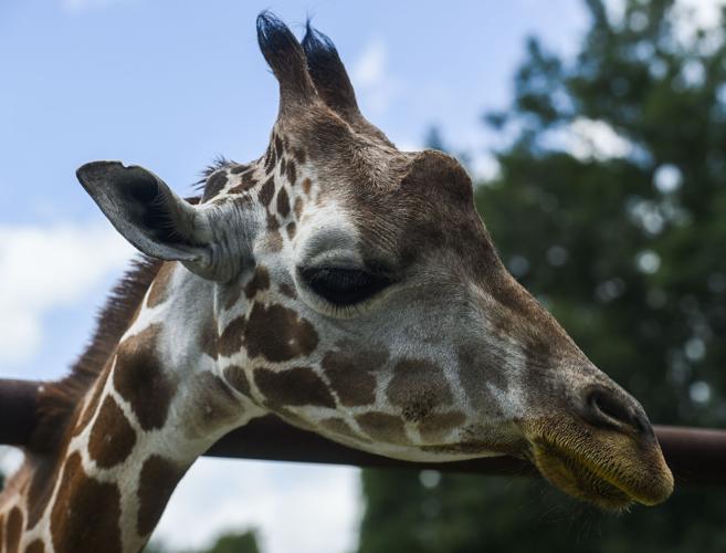 Photos: World Giraffe Day | Photos | theadvocate.com