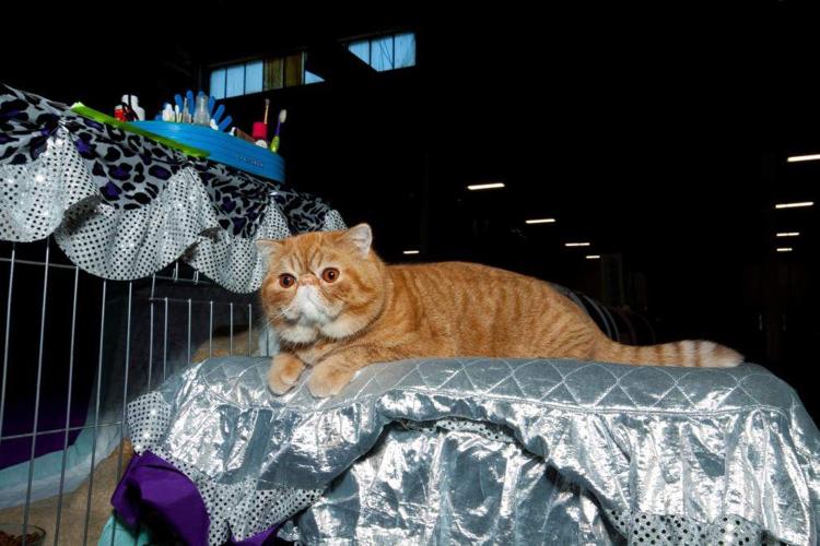 Cat fans and their furry friends converge upon Lamar-Dixon ...