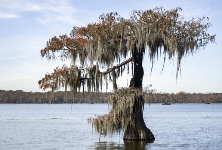 Lake Martin cypress tree struck by lightning, catches fire | News ...