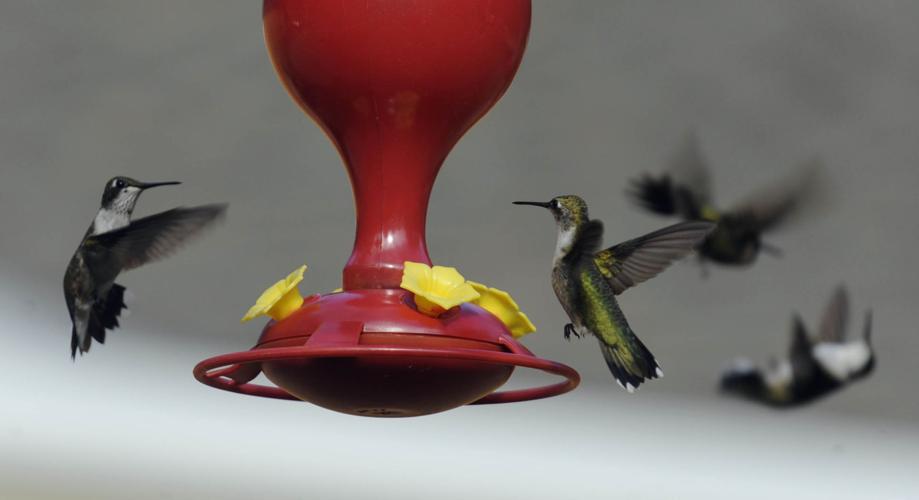 Pollen counts: AgCenter to celebrate birds, bees and other pollinators ...