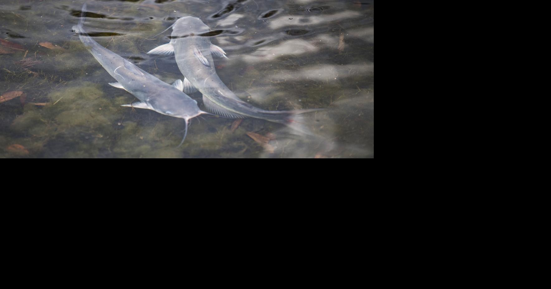 Area sites stocked with channel catfish in time for fall fishing ...