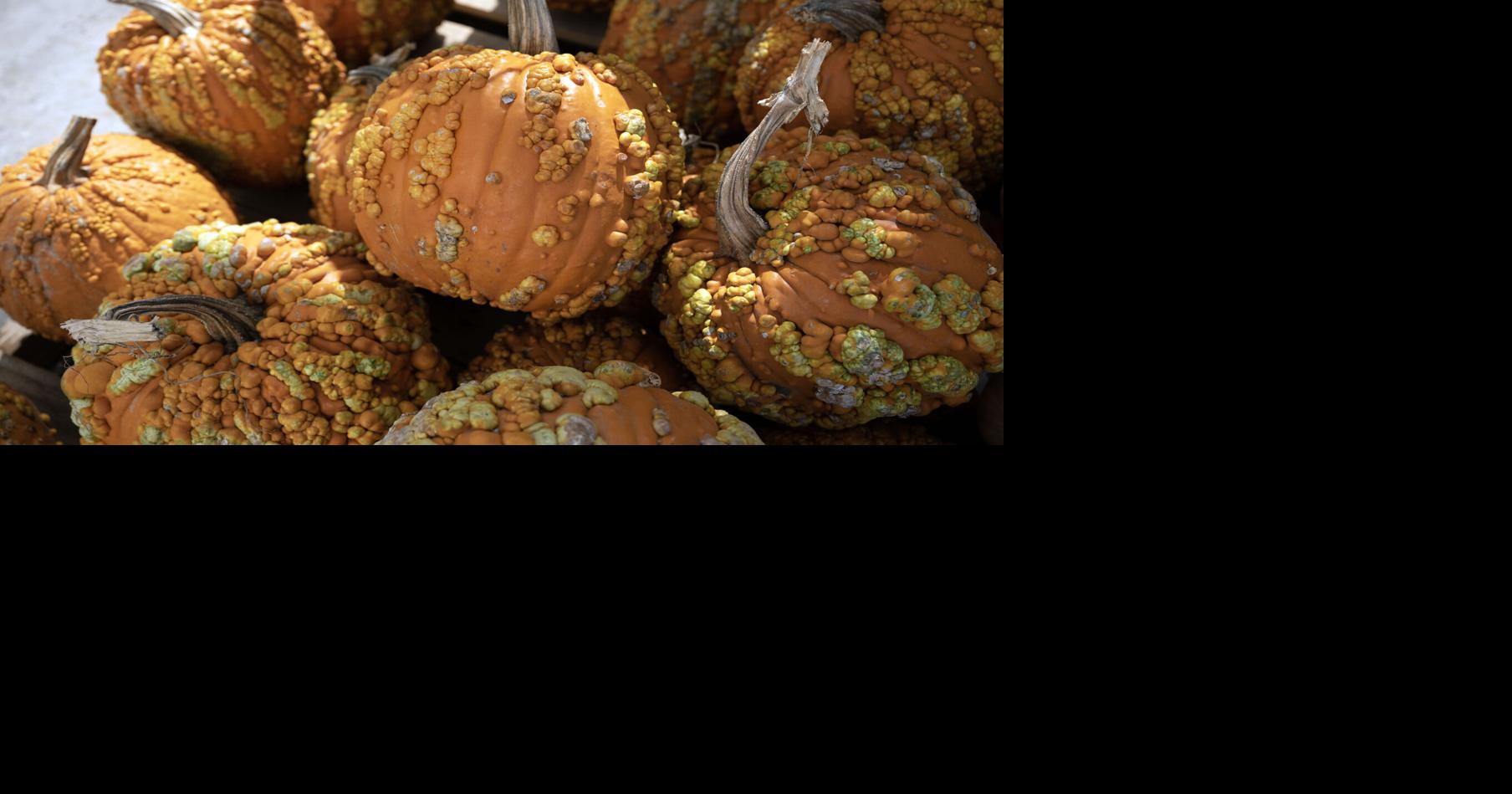 Loads of pumpkin varieties in Baton Rouge | Entertainment/Life ...