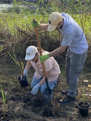 LSU Agcenter scientist trying to bring back fireflies | Entertainment ...