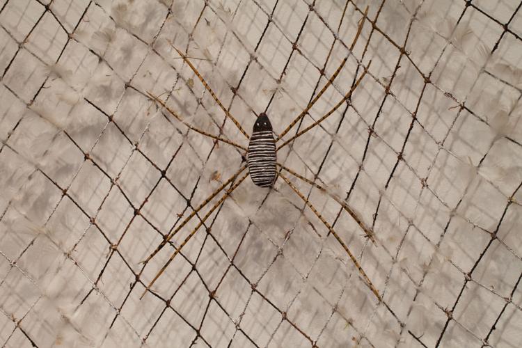 Infinite Possibility: Australian Aboriginal women's art reaches across ...