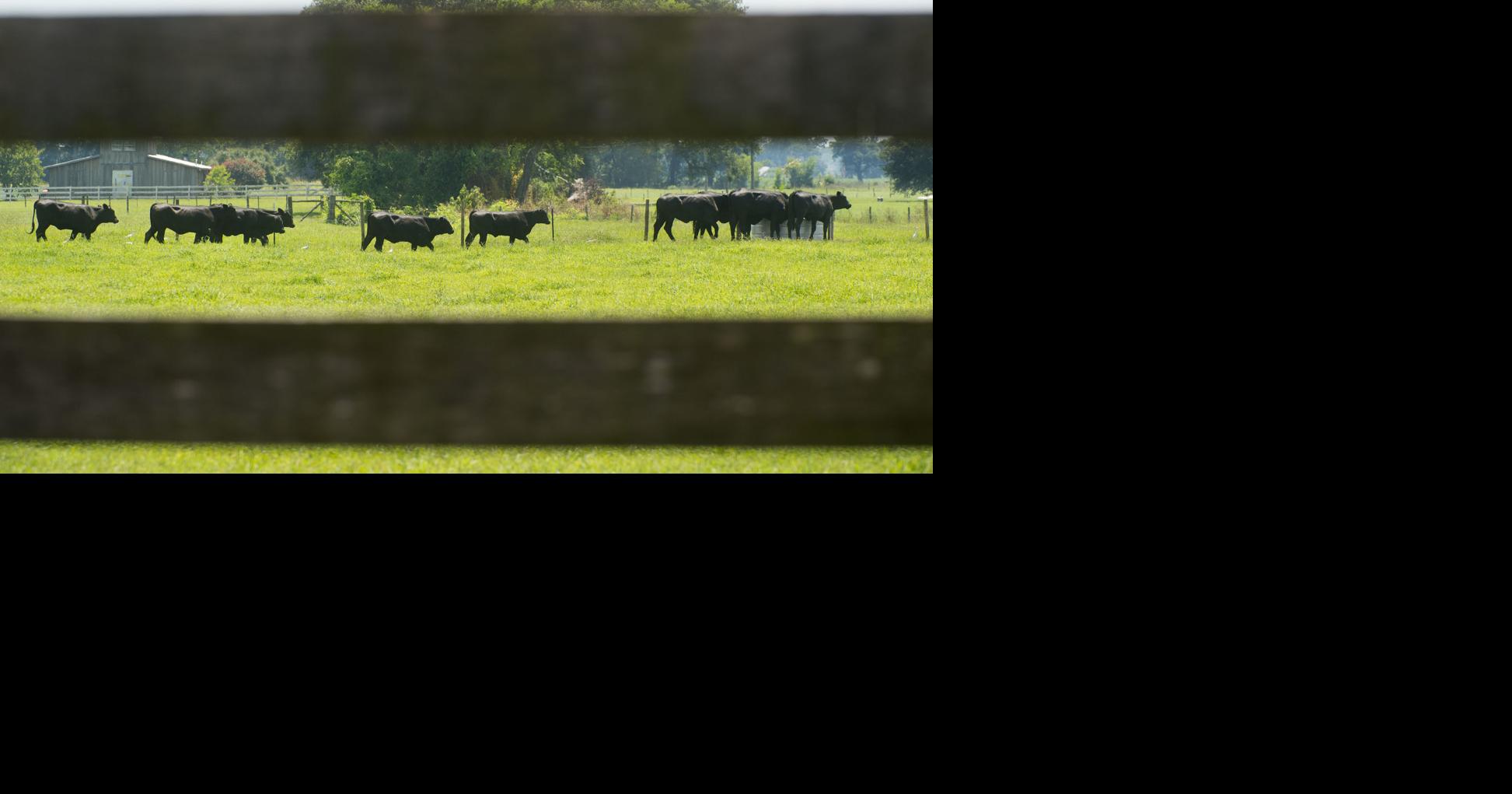 Cattle rustlers make off with 18 head of Brangus heifers from Iberville ...