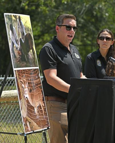 Is Louisiana law too hard on 'rescued' animals? | News | theadvocate.com