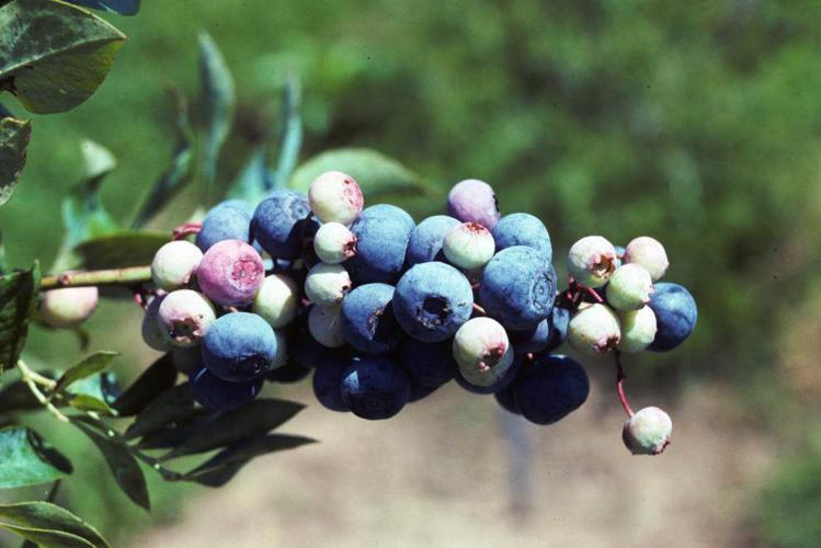 Garden News: Create attractive, edible landscape with blueberries ...
