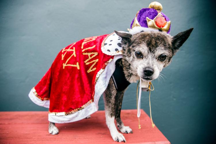 Royal canines, loyal handlers enjoy whirlwind of activity ahead of ...