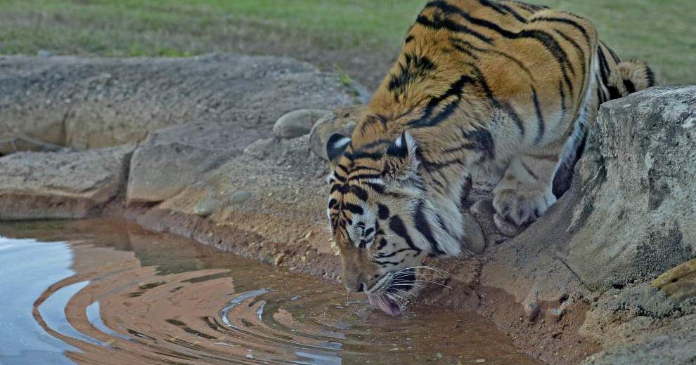 'Show cancer the definition of Fighting Tiger': LSU community sends ...