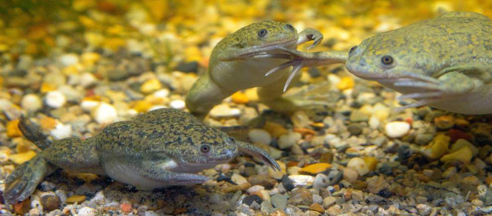 Aububon Zoo opens frog exhibit, new Discovery Walk | Entertainment Life ...