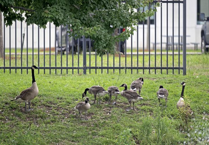 Canada geese are beautiful but a little messy | News | theadvocate.com