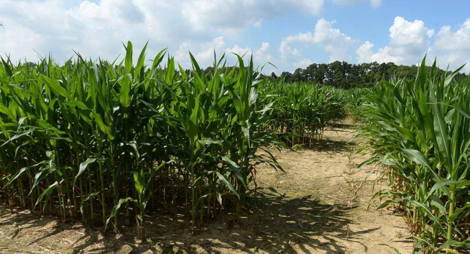 Participants can ‘run the tiger’ corn maze at museum’s Harvest Days ...