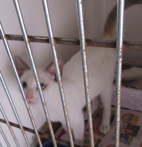 Animal rescue groups work to care for lost animals of the flood ...