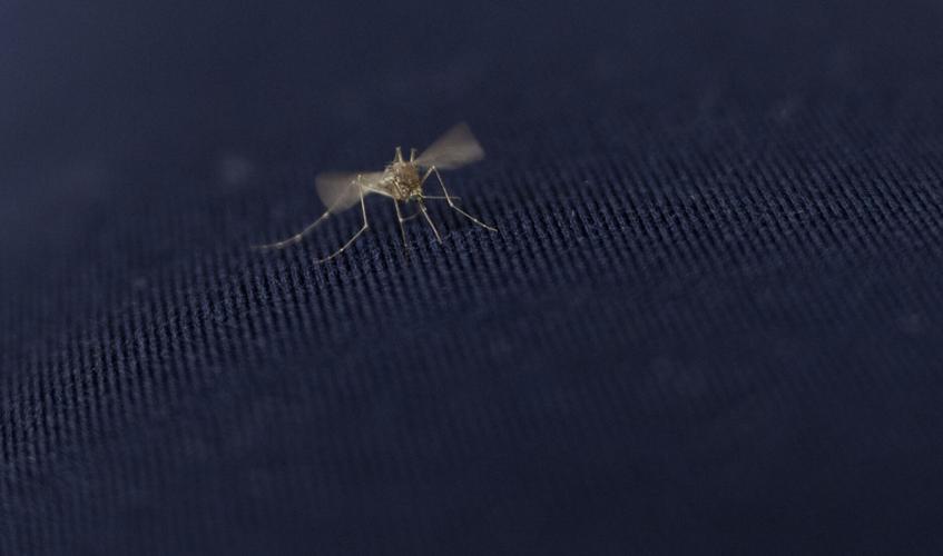 Why mosquitoes are so bad in Louisiana — and what helps | Louisiana ...