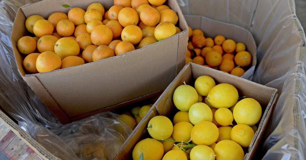 Baton Rouge's City Citrus Pick turns ten | Entertainment/Life ...