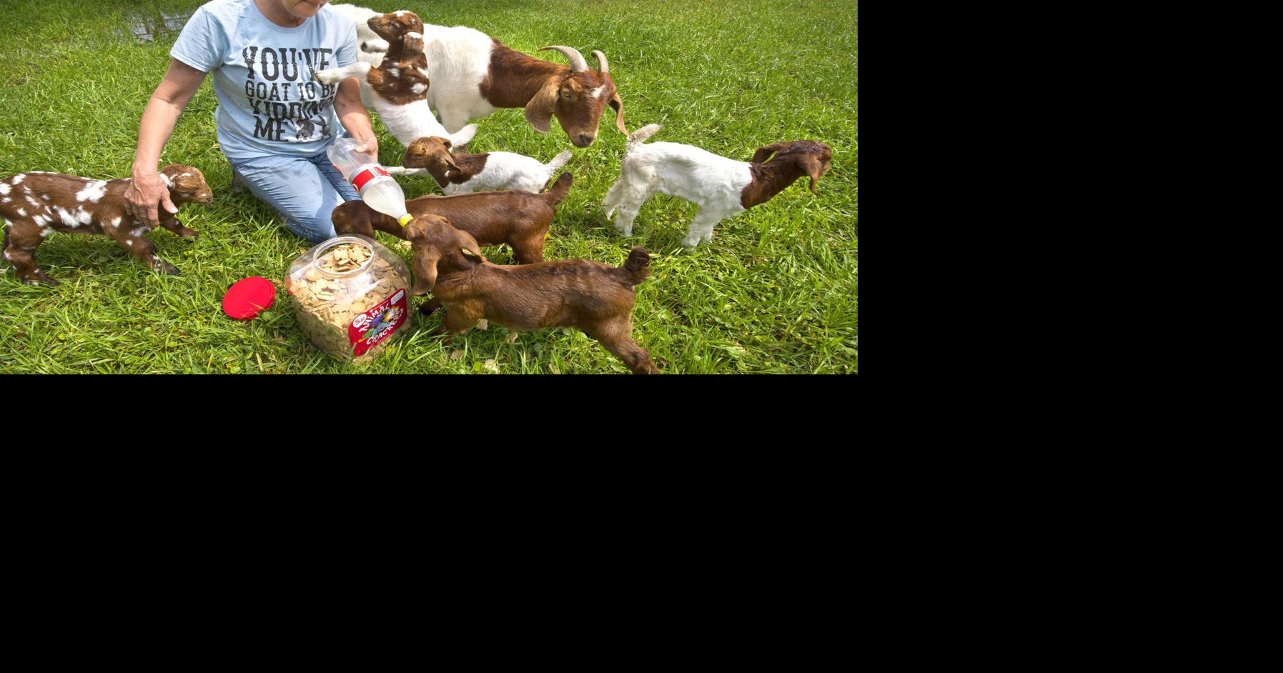 Photos: Six-kid litter of Boer goats might be Guinness World Record ...