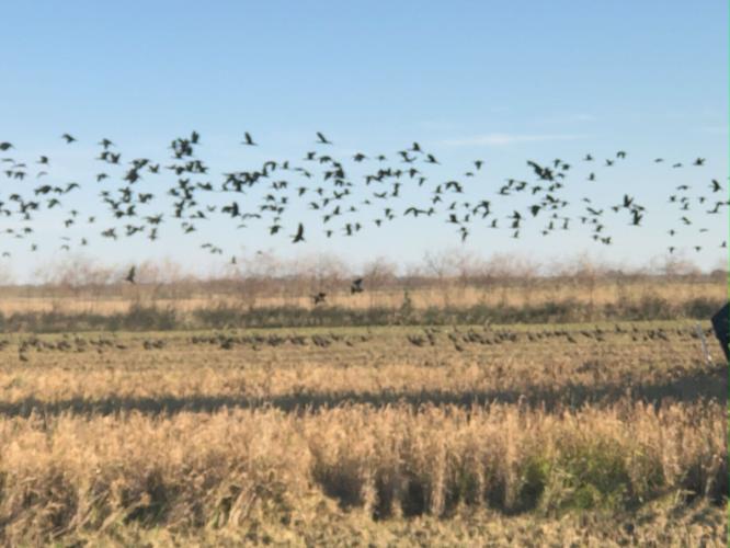 Hunt for marsh bird at Yellow Rails and Rice Festival | Festivals ...