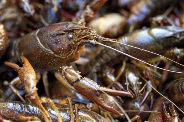 14 fascinating crawfish facts | Louisiana Outdoors | theadvocate.com