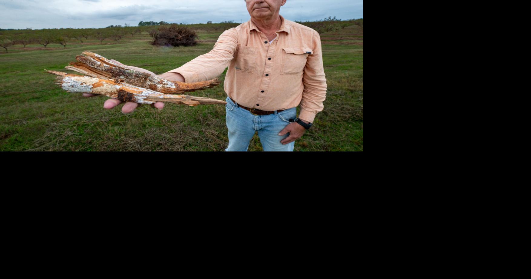Ruston's iconic Mitcham Farms nears the end | News | theadvocate.com