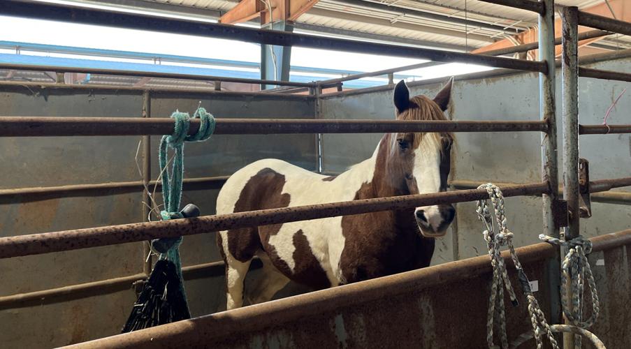 Rodeo life builds friendships, family for middle and high school ...