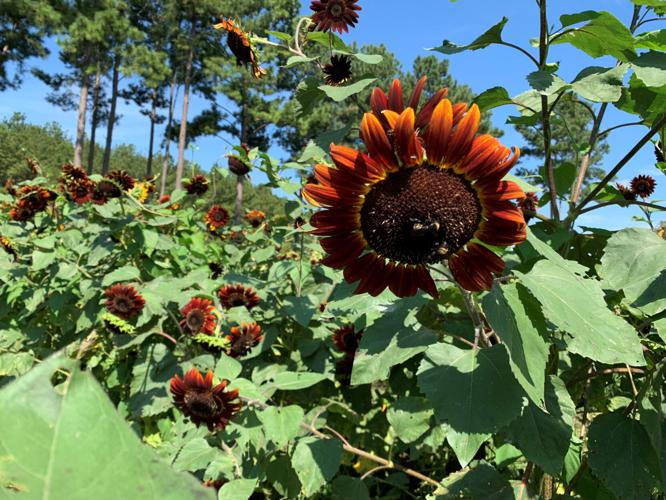 Sunflowers are the stars at Southern Cross Bucks Preserve near Jackson ...