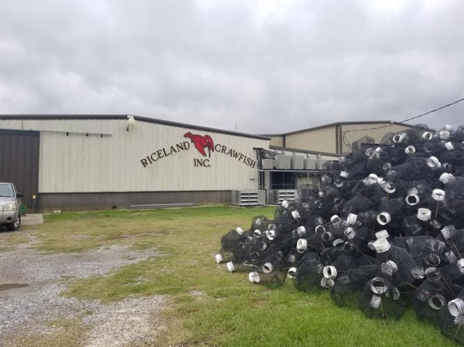 Eunice-based Riceland Crawfish announces $3 million addition | Business ...