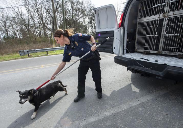 Animal Control faces more dangerous dog complaints | Crime/Police ...