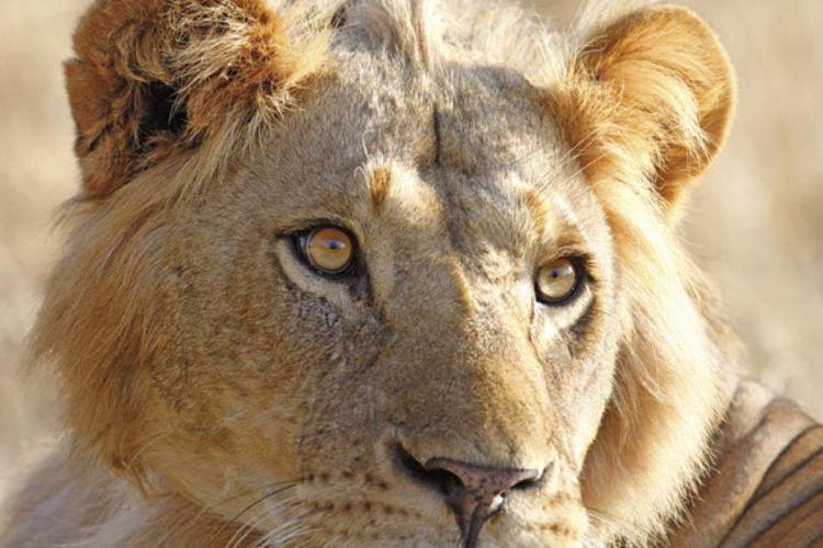 ‘Kenya 3D’ at IMAX is a spectacular look at animals in nature | Movies ...