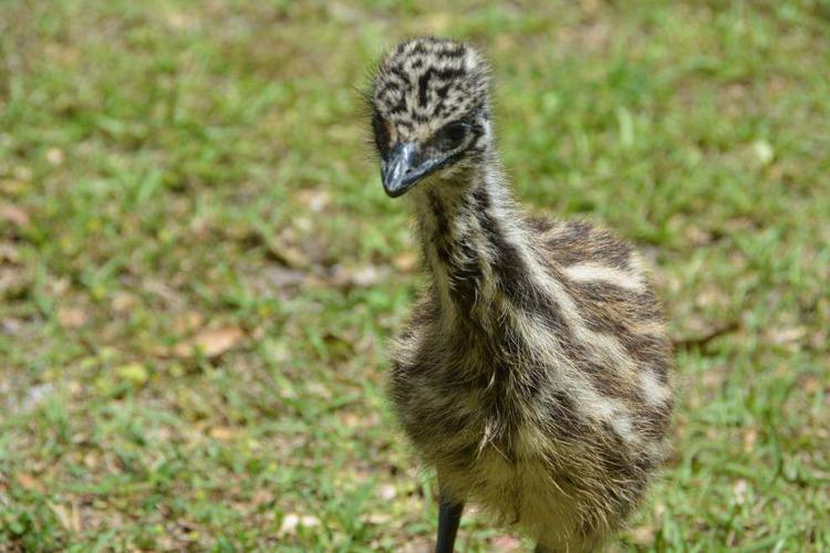 Photos, video: Baton Rouge Zoo welcomes three new baby emus and, boy ...