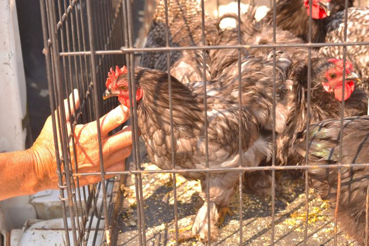 From plates to pets: Designer chickens transcend previous roles ...