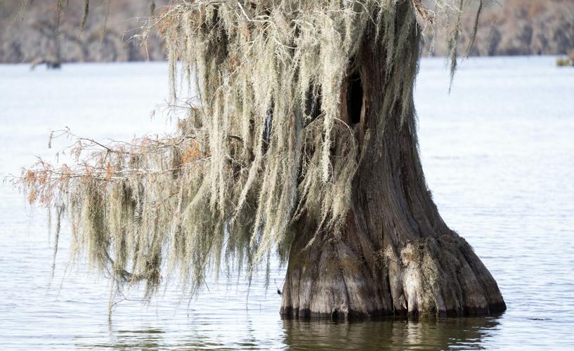 Lake Martin cypress tree struck by lightning, catches fire | News ...