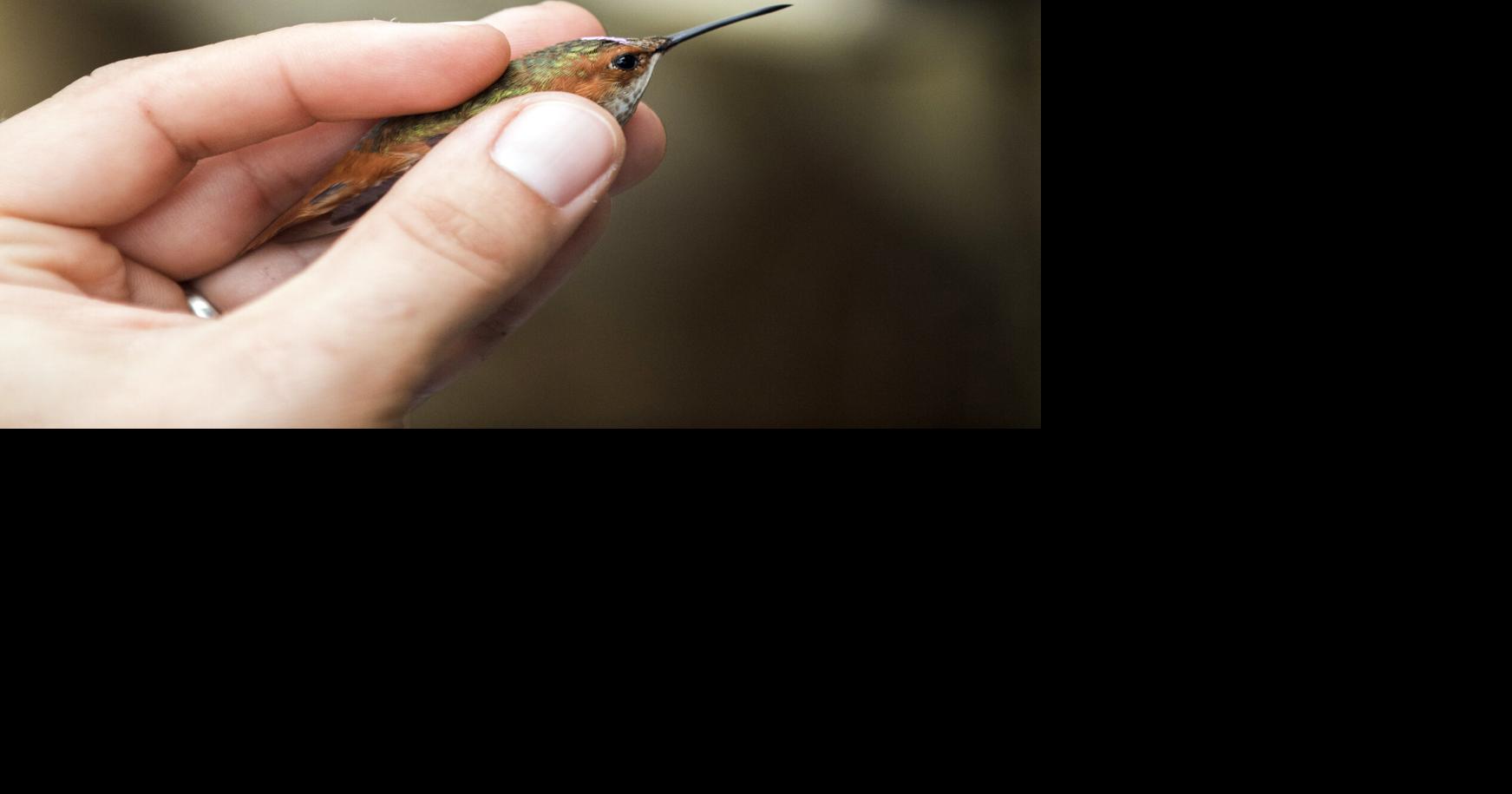 Photos: Here's a look at catching, banding hummingbirds in Lafayette ...