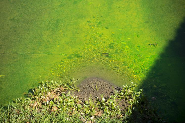 Don't worry if you see a fluorescent green coulee; it's part of routine ...