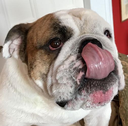 A crown prince of the animal kingdom rides high in Barkus today | Mardi ...