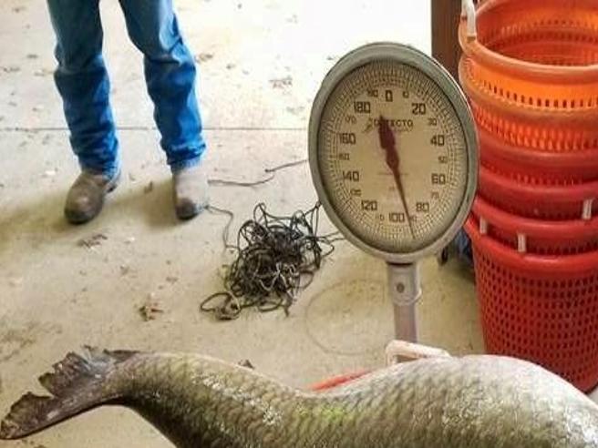 world record carp length