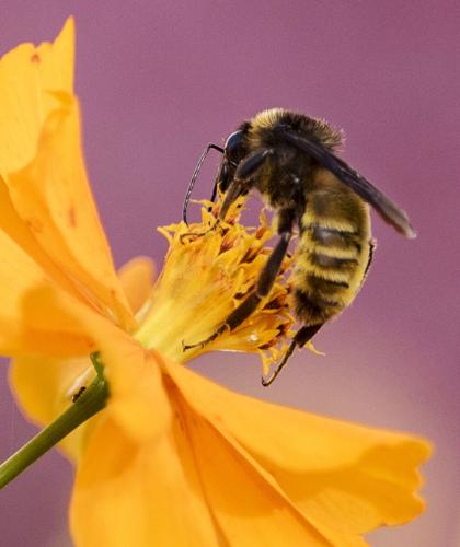 Pollen, pollen everywhere: 10 tips to help survive allergy season in ...