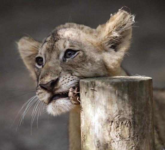 Cute and clumsy, Zoosiana's lion cubs will only be safe for cuddles for ...