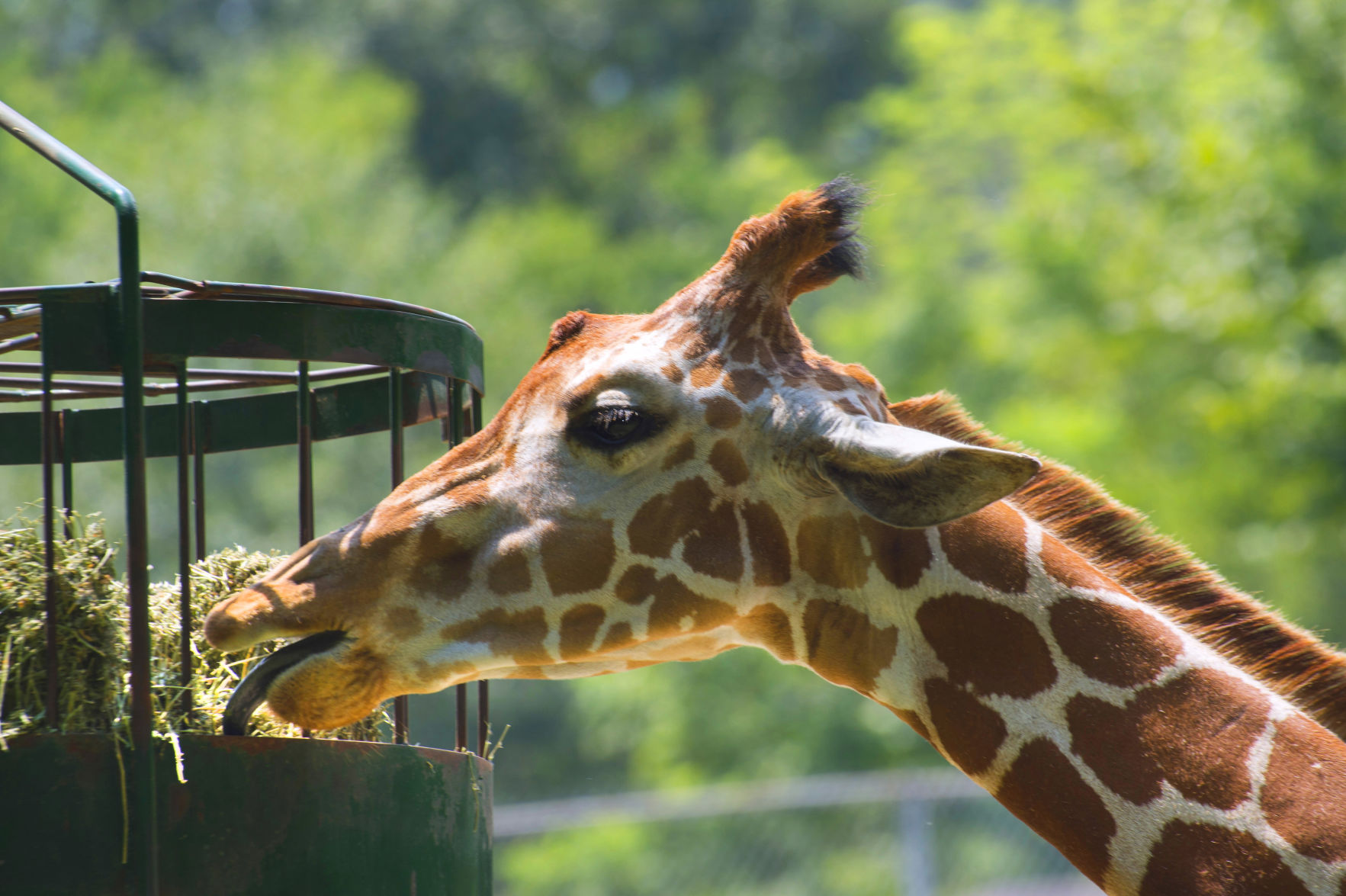 Photos: Celebration marks unveiling of new master plans for BREC's ...